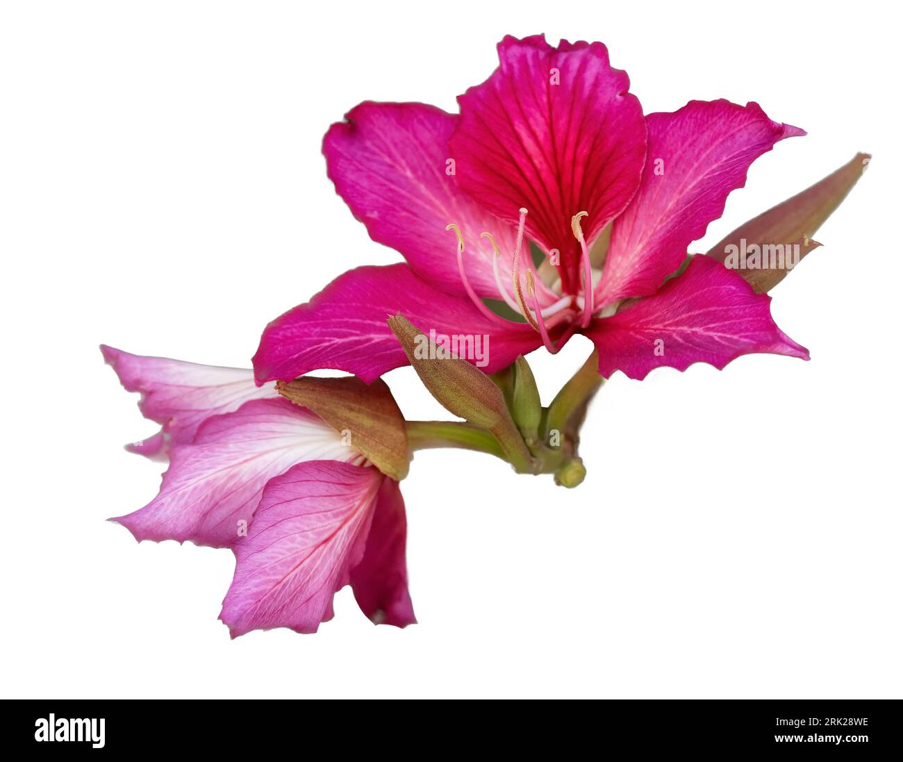 Bauhinia purpurea ( Purple Orchid Tree ) ... Purple orchid-like flowers ...