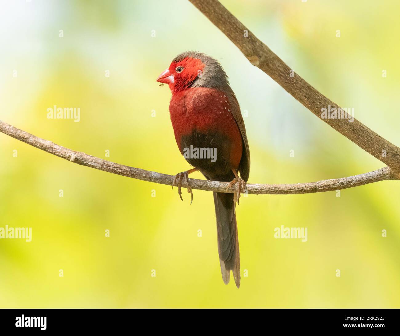 Crimson Finch (Neochmia phaeton) male bird, Elegant, long-tailed finch ...