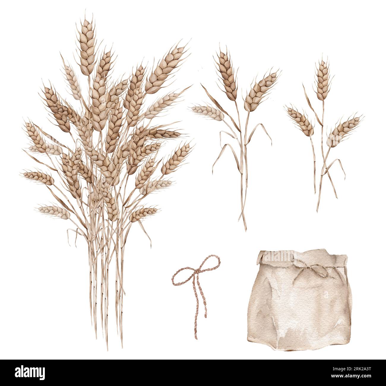 Ears of wheat in kraft paper bag. Autumn harvest. Watercolor hand ...