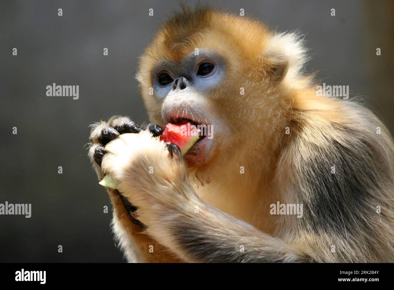Affe frisst hi-res stock photography and images - Alamy