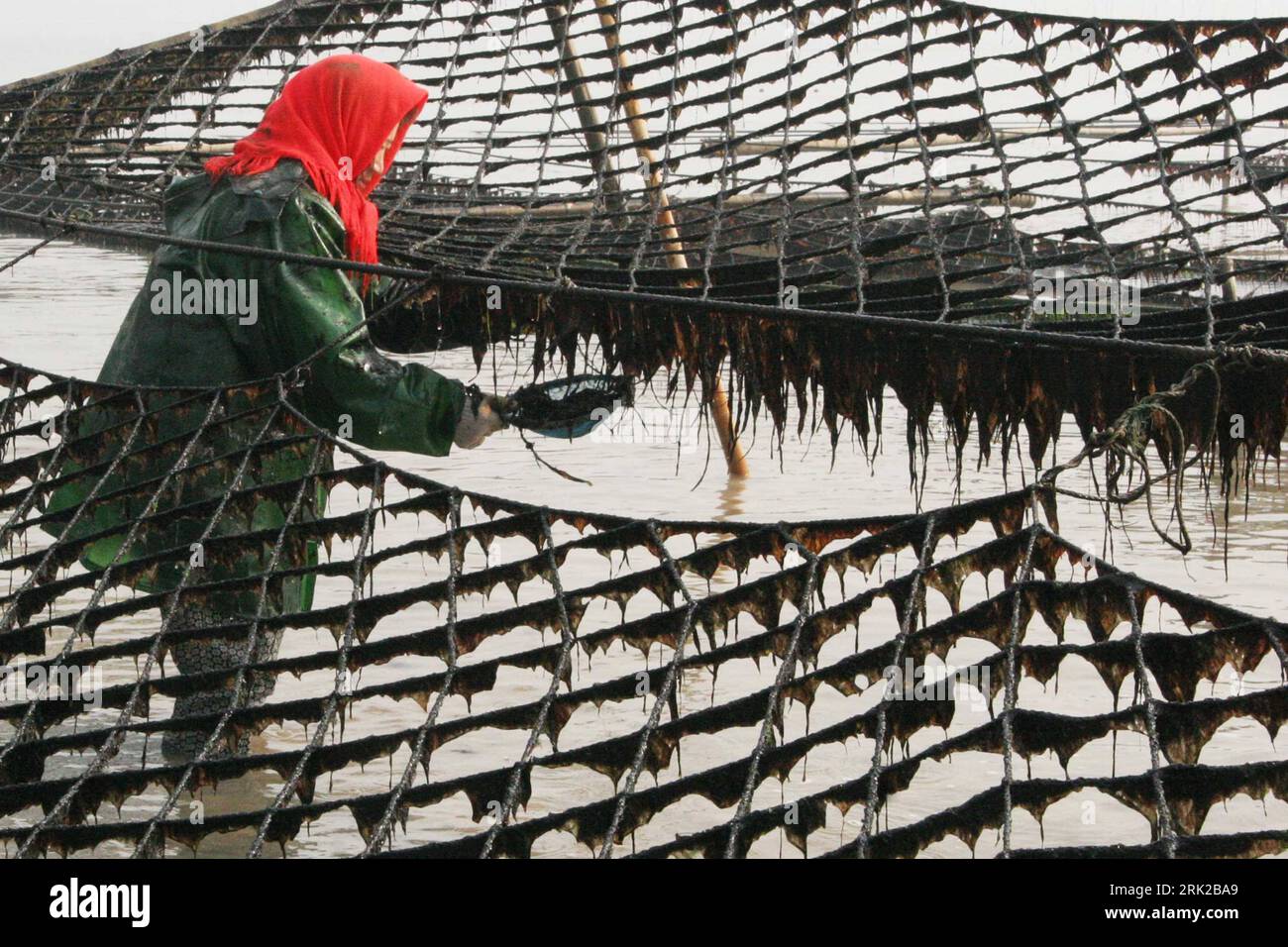 Porphyra yezoensis or pyropia yezoensis hi-res stock photography and ...