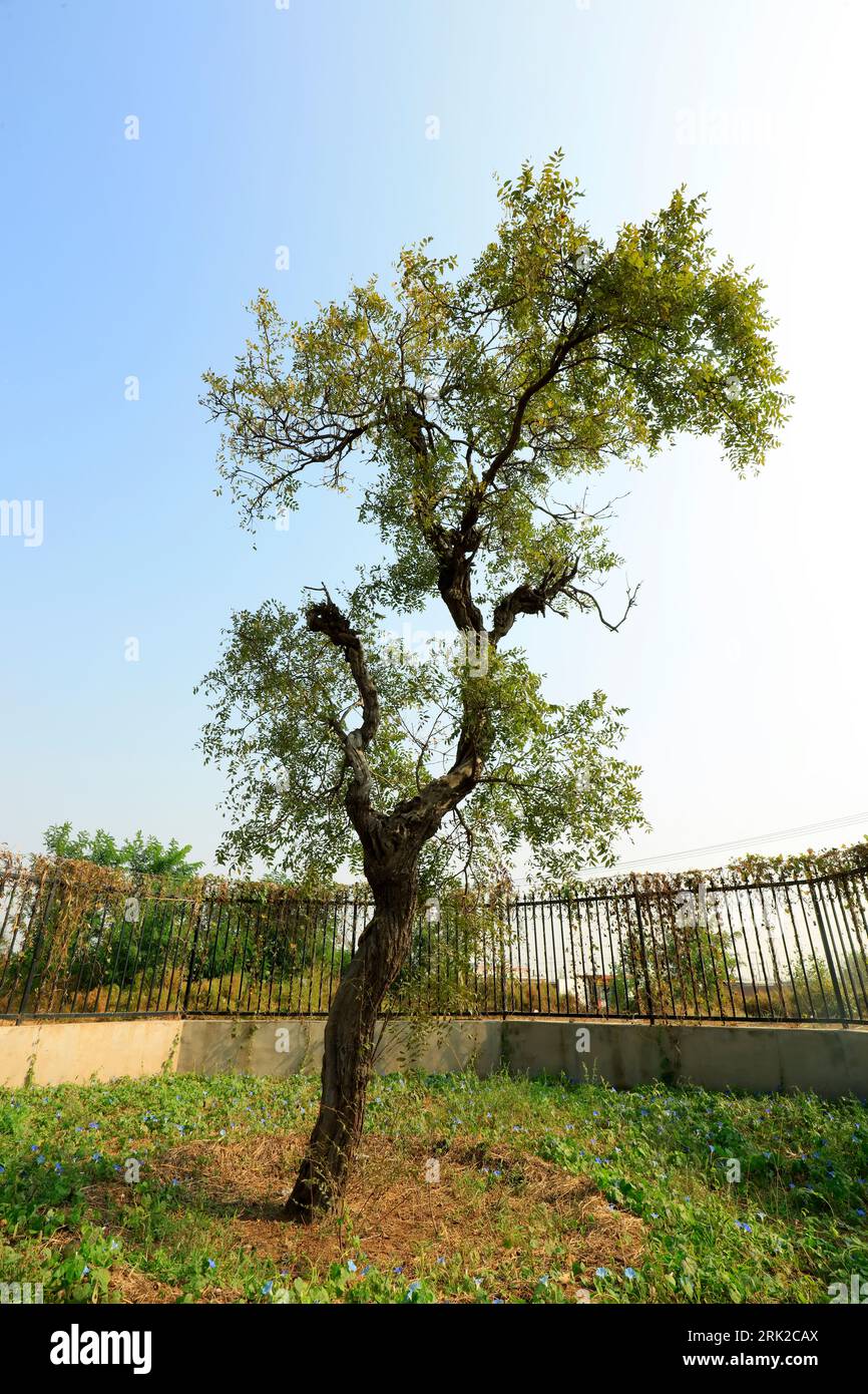 Xanthoceras hi-res stock photography and images - Alamy