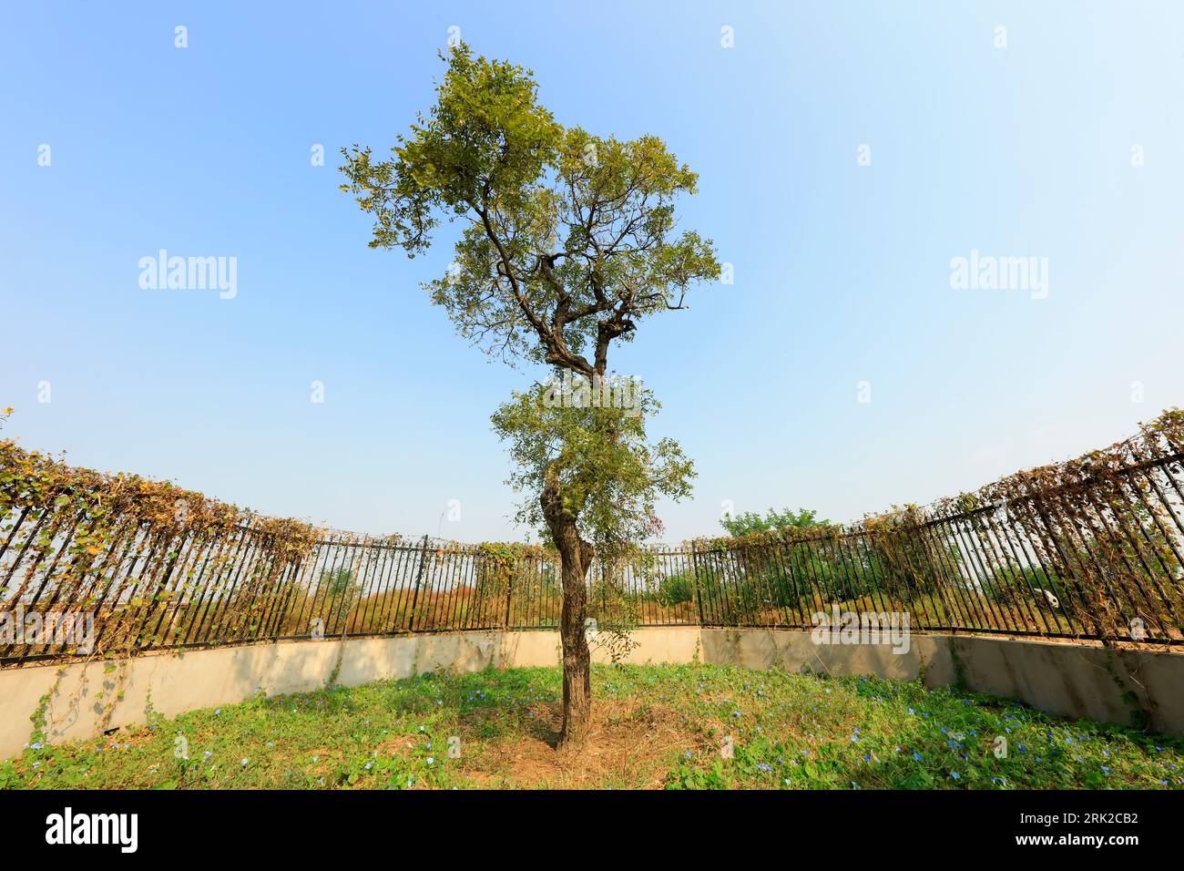 Flowering ancient cherry trees hi-res stock photography and images - Alamy