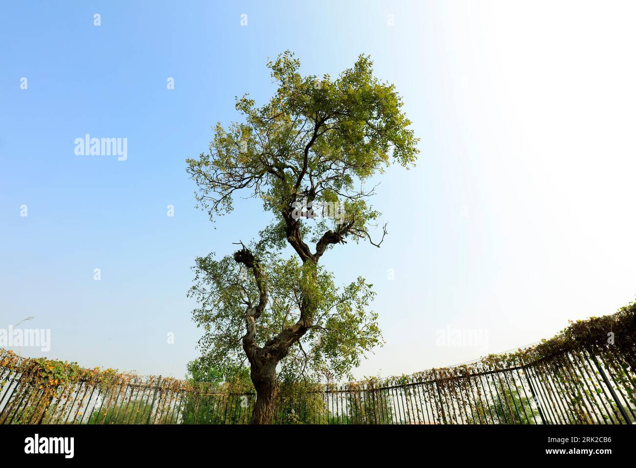 Flowering ancient cherry trees hi-res stock photography and images - Alamy