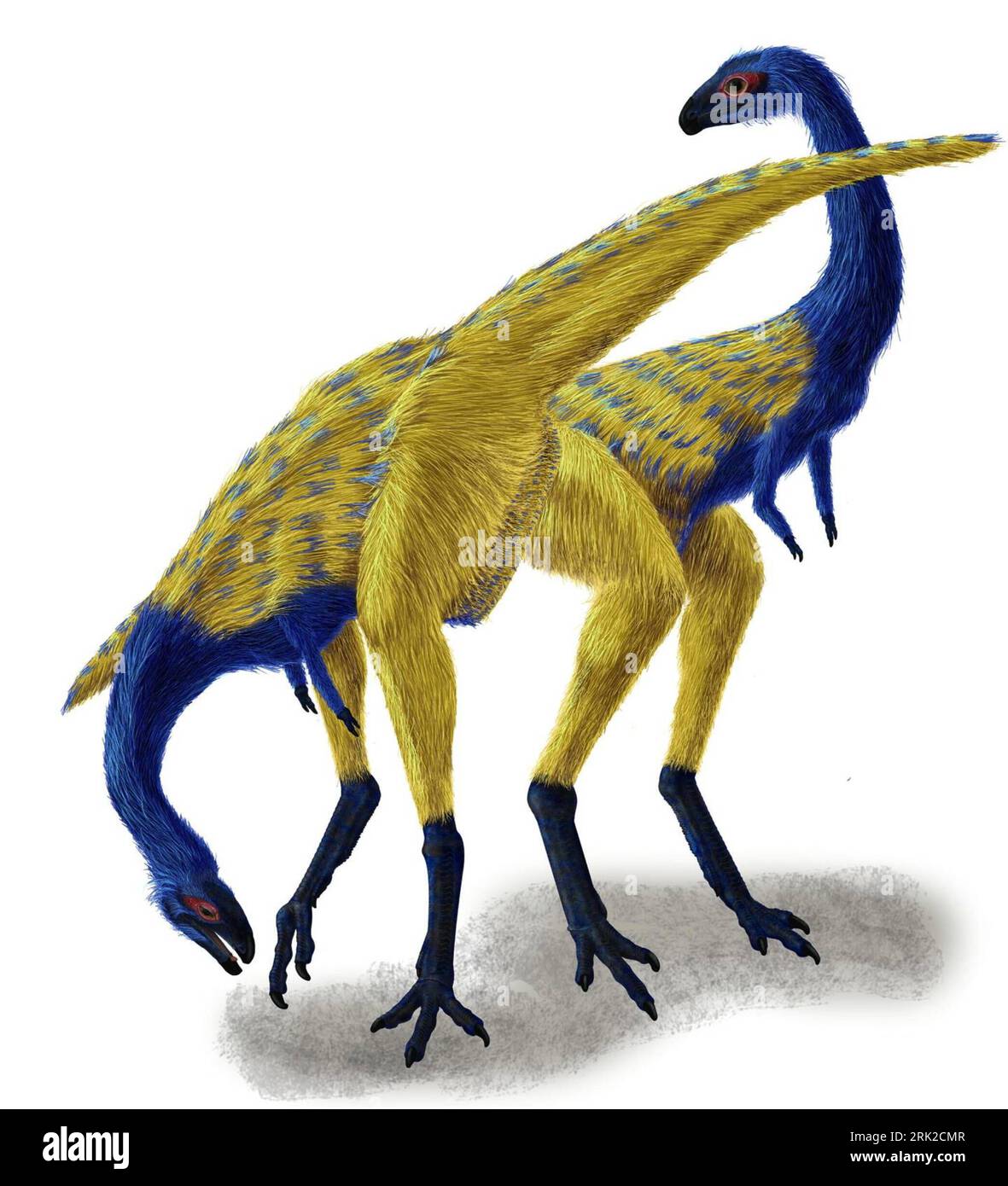 Limusaurus hi-res stock photography and images - Alamy