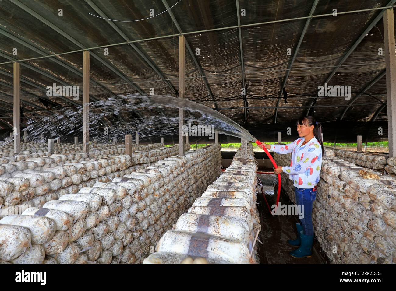 Growing mushrooms greenhouse hi-res stock photography and images - Alamy