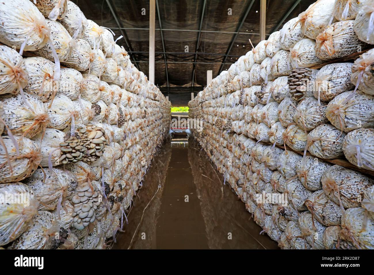 edible fungi mushroom-stick in greenhouse, China Stock Photo - Alamy
