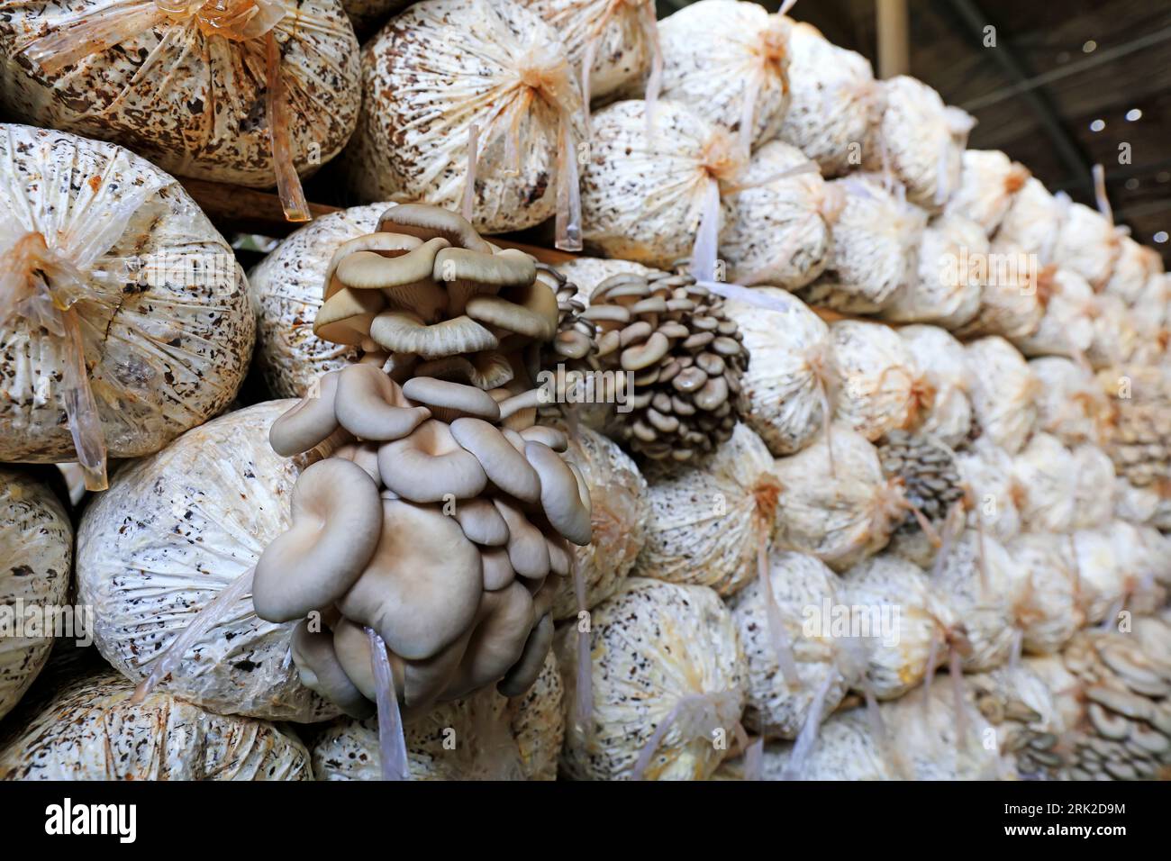 edible fungi mushroom-stick Stock Photo - Alamy