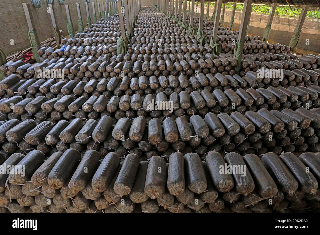 edible fungi mushroom-stick in greenhouse, China Stock Photo - Alamy