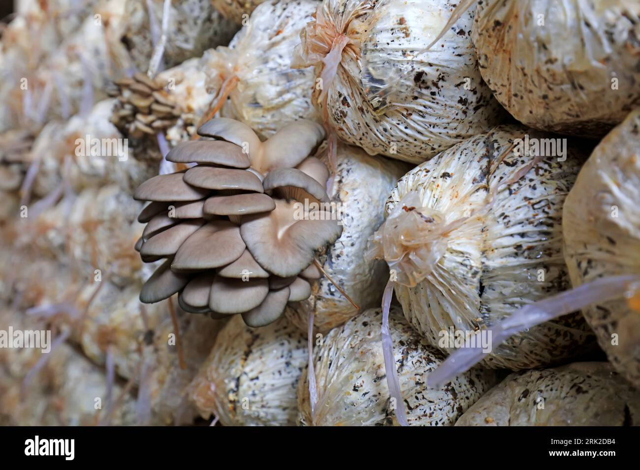 edible fungi mushroom-stick Stock Photo - Alamy