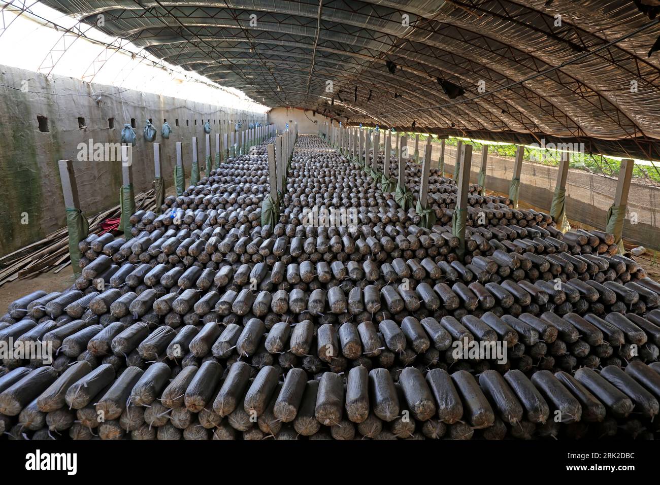 edible fungi mushroom-stick in greenhouse, China Stock Photo - Alamy