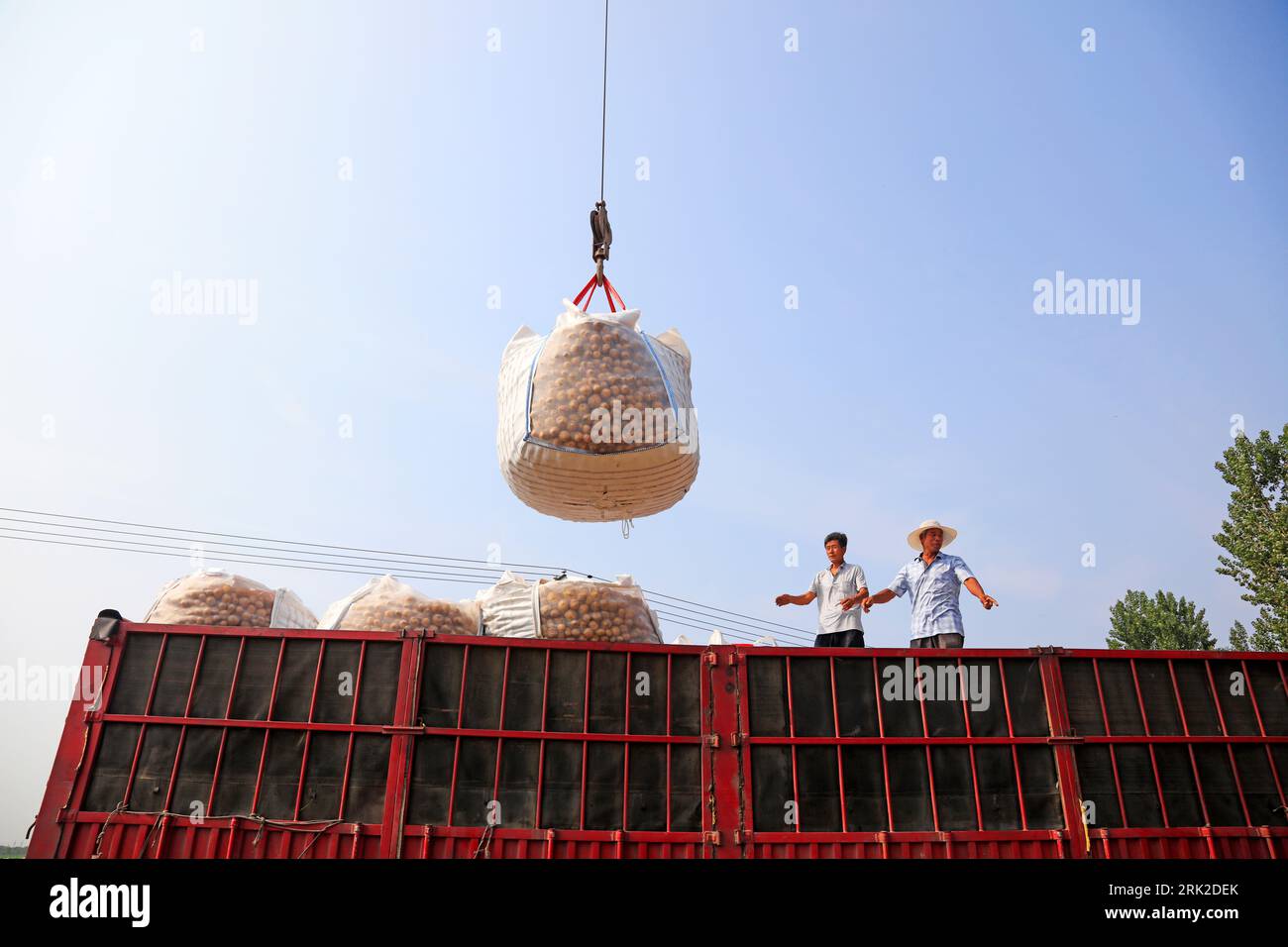 LUANNAN COUNTY, China - July 4, 2018: farmers hoist freshly harvested ...