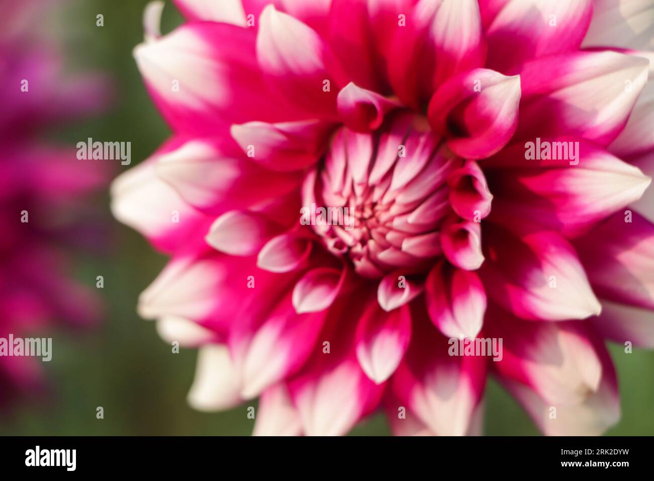 Dahlia flower closeup in garden Stock Photo - Alamy
