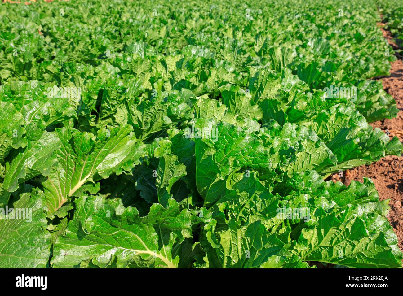 Cabbage leaves in the wild Stock Photo - Alamy