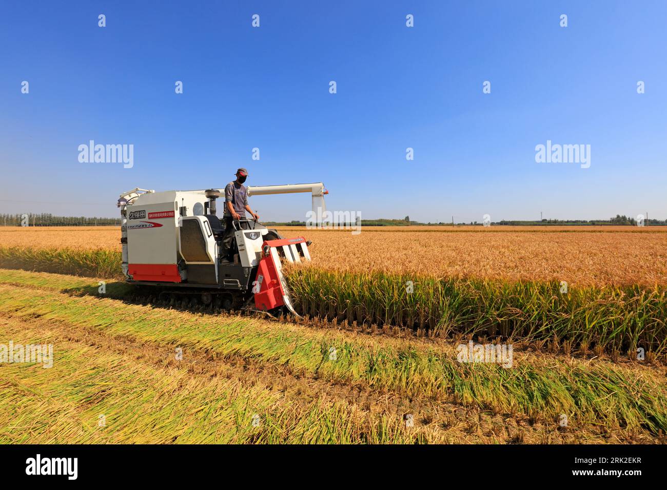 Luannan County - October 2, 2018: harvester harvesting rice in fields ...