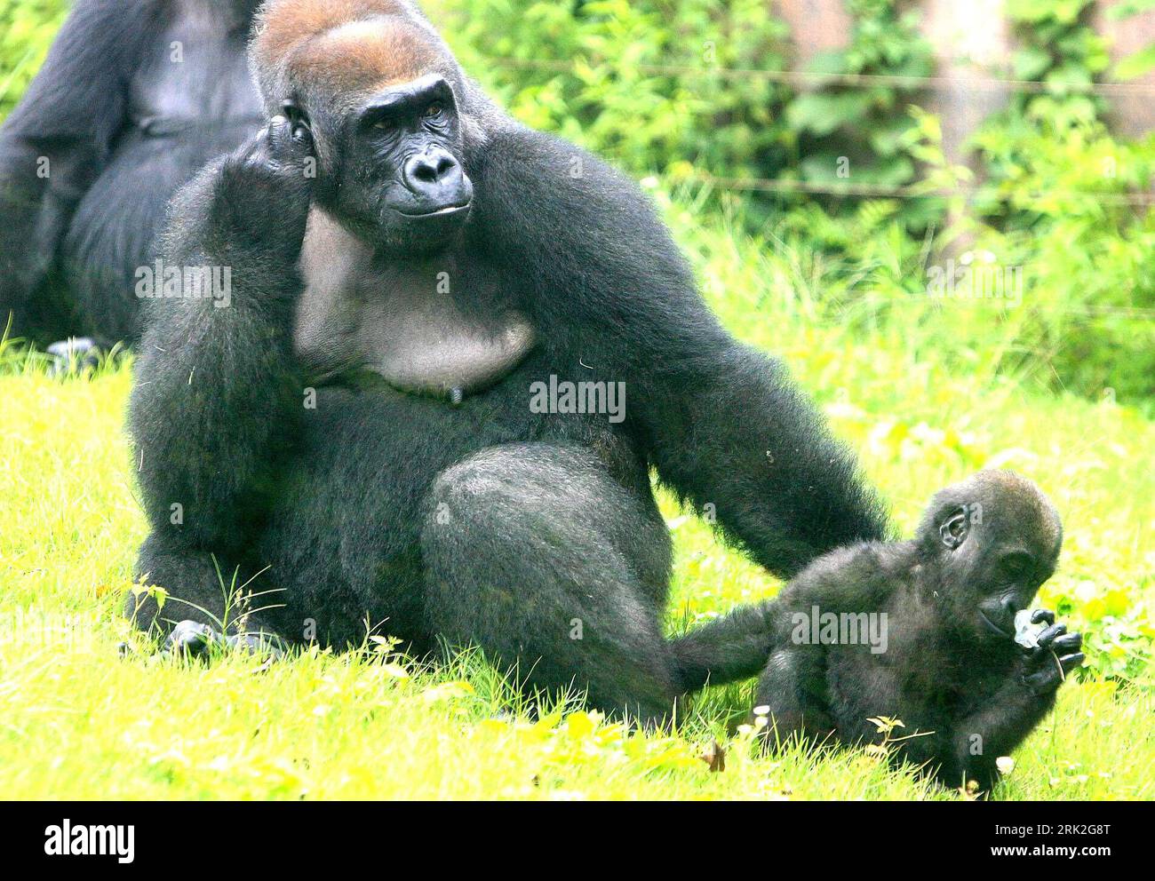 Orang utan born hi-res stock photography and images - Alamy
