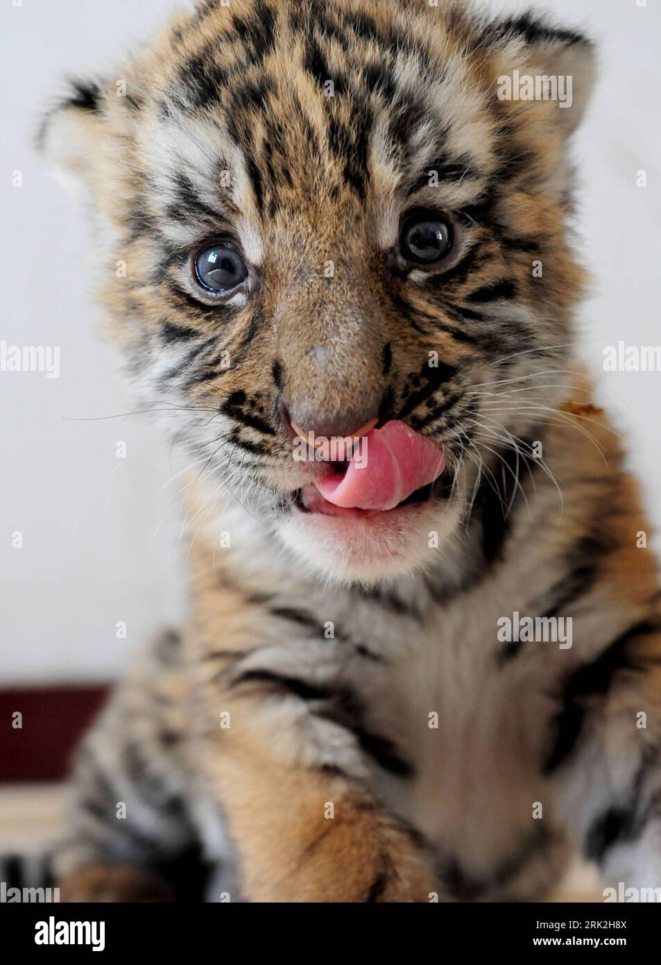 Tiger nursing cub hi-res stock photography and images - Alamy