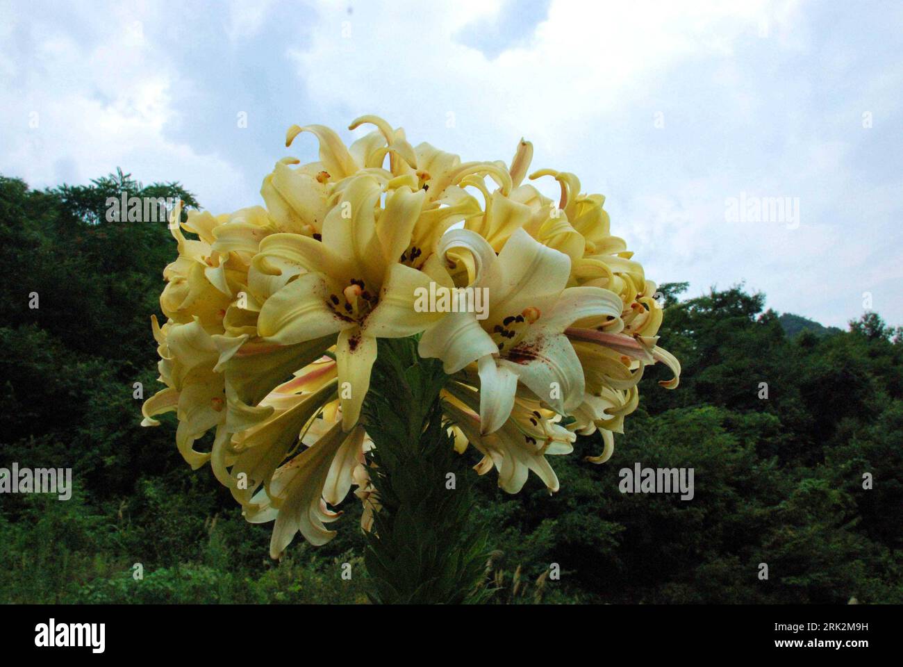 Sankou town hi-res stock photography and images - Alamy