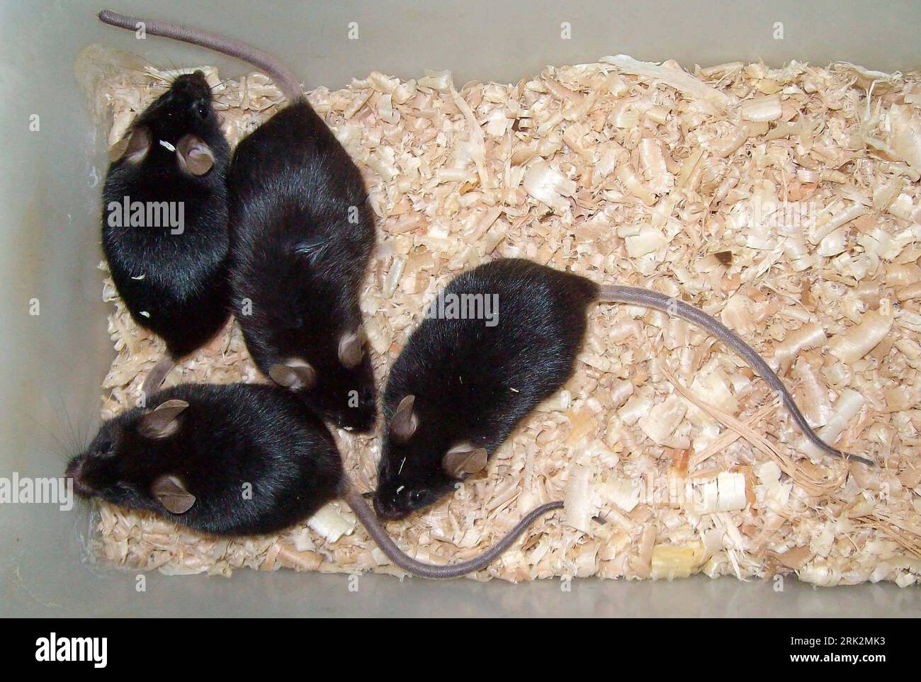 Ips cells hi-res stock photography and images - Alamy