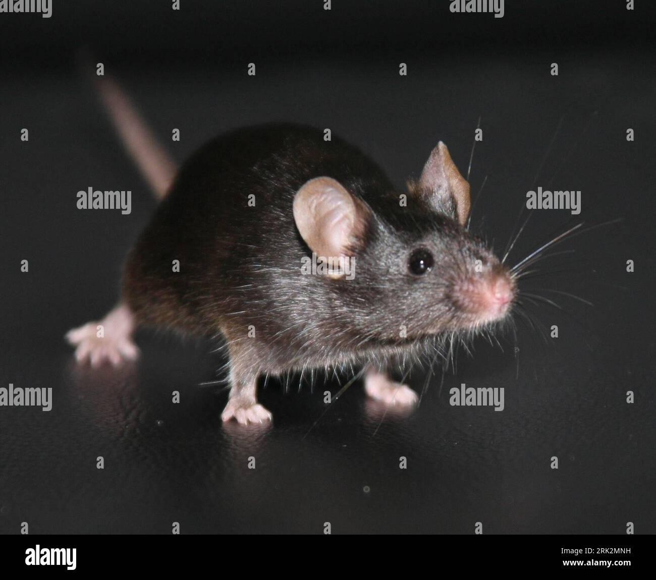 Pluripotent stem cells hi-res stock photography and images - Alamy