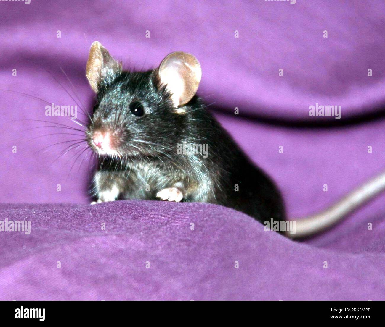 Pluripotent stem cells hi-res stock photography and images - Alamy