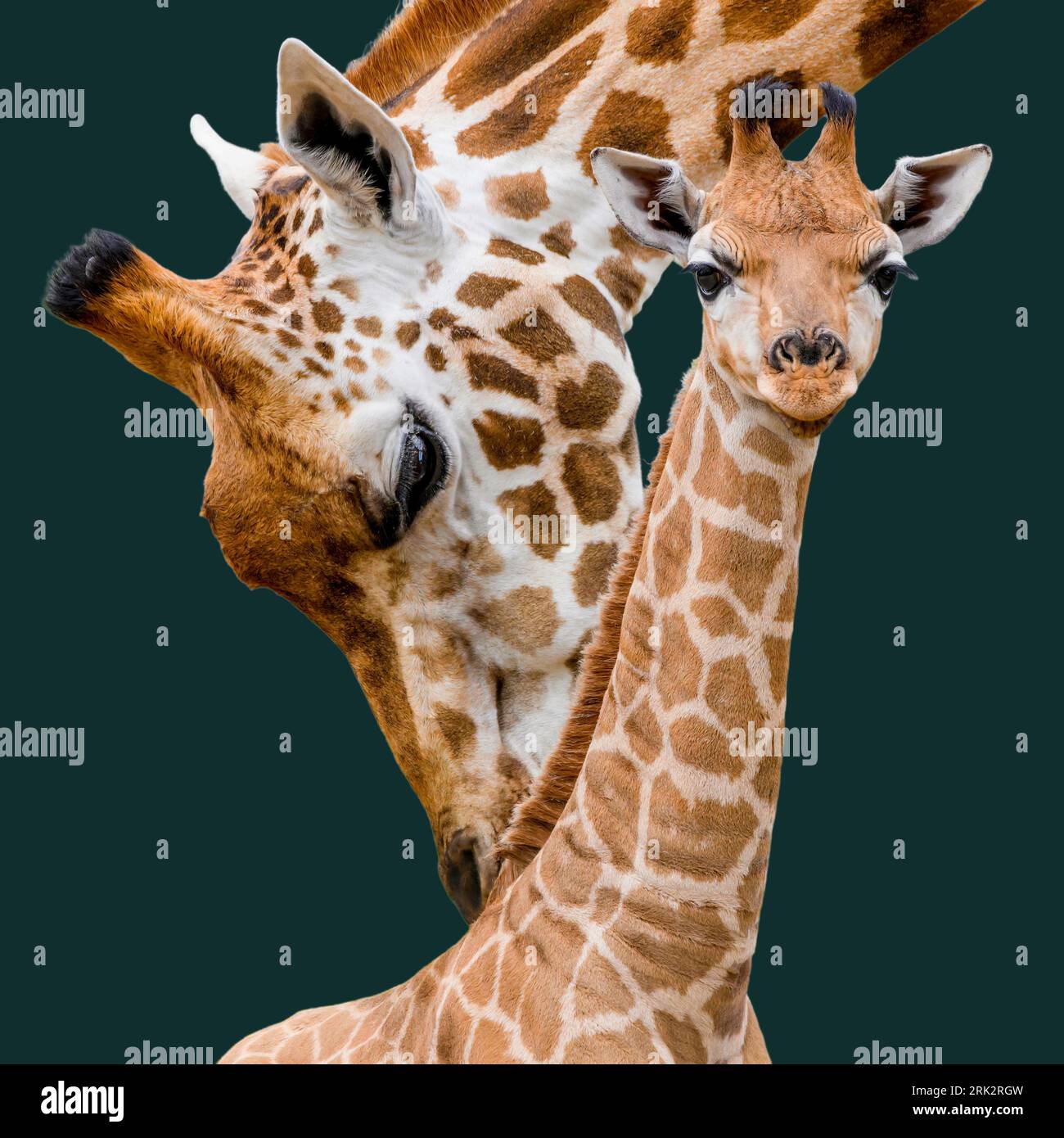 Rothschild's giraffes, mother and calf, (Giraffa camelopardalis ...