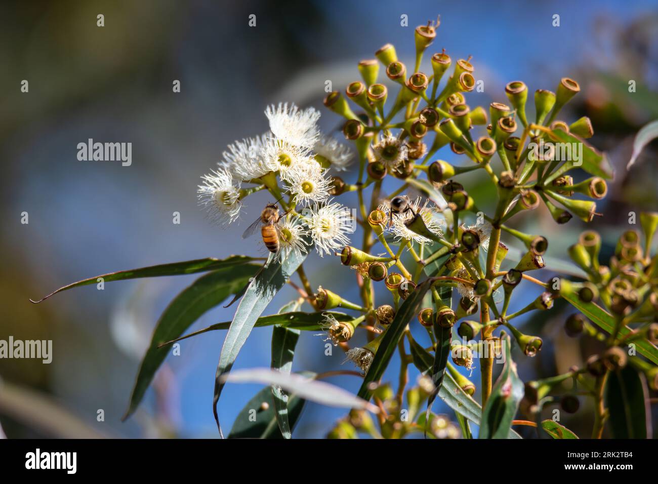 Australian native gum tree in flower with honey bee at Newport, NSW ...
