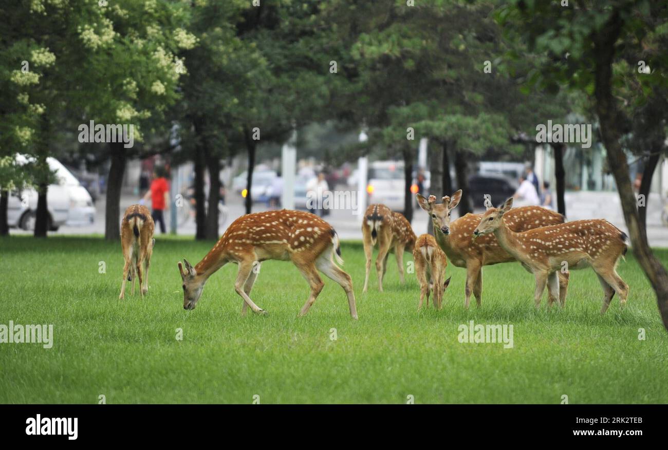 Reh street hi-res stock photography and images - Alamy