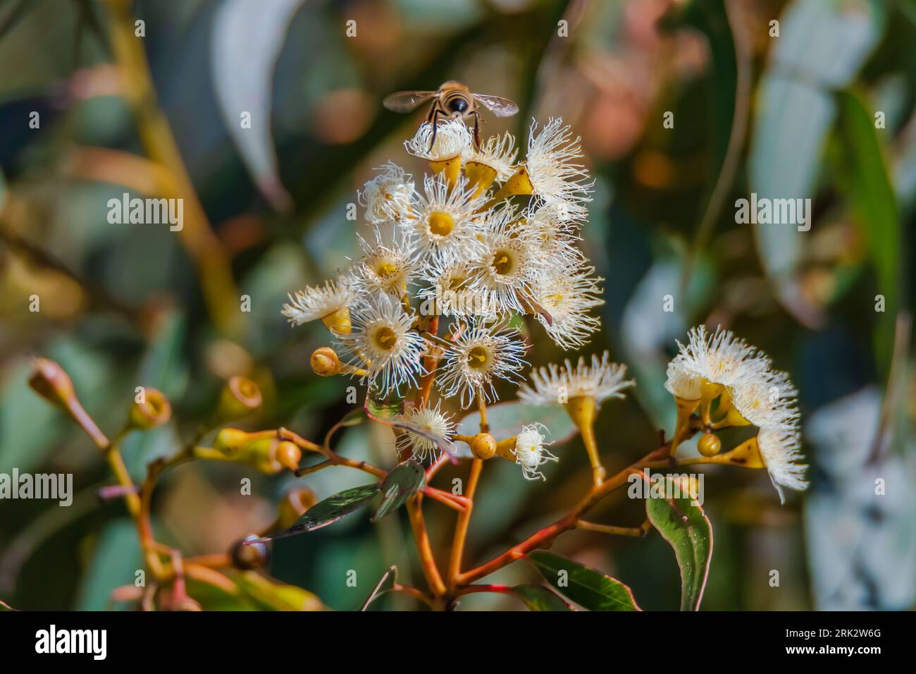 Australian native gum tree in flower with honey bee at Newport, NSW ...