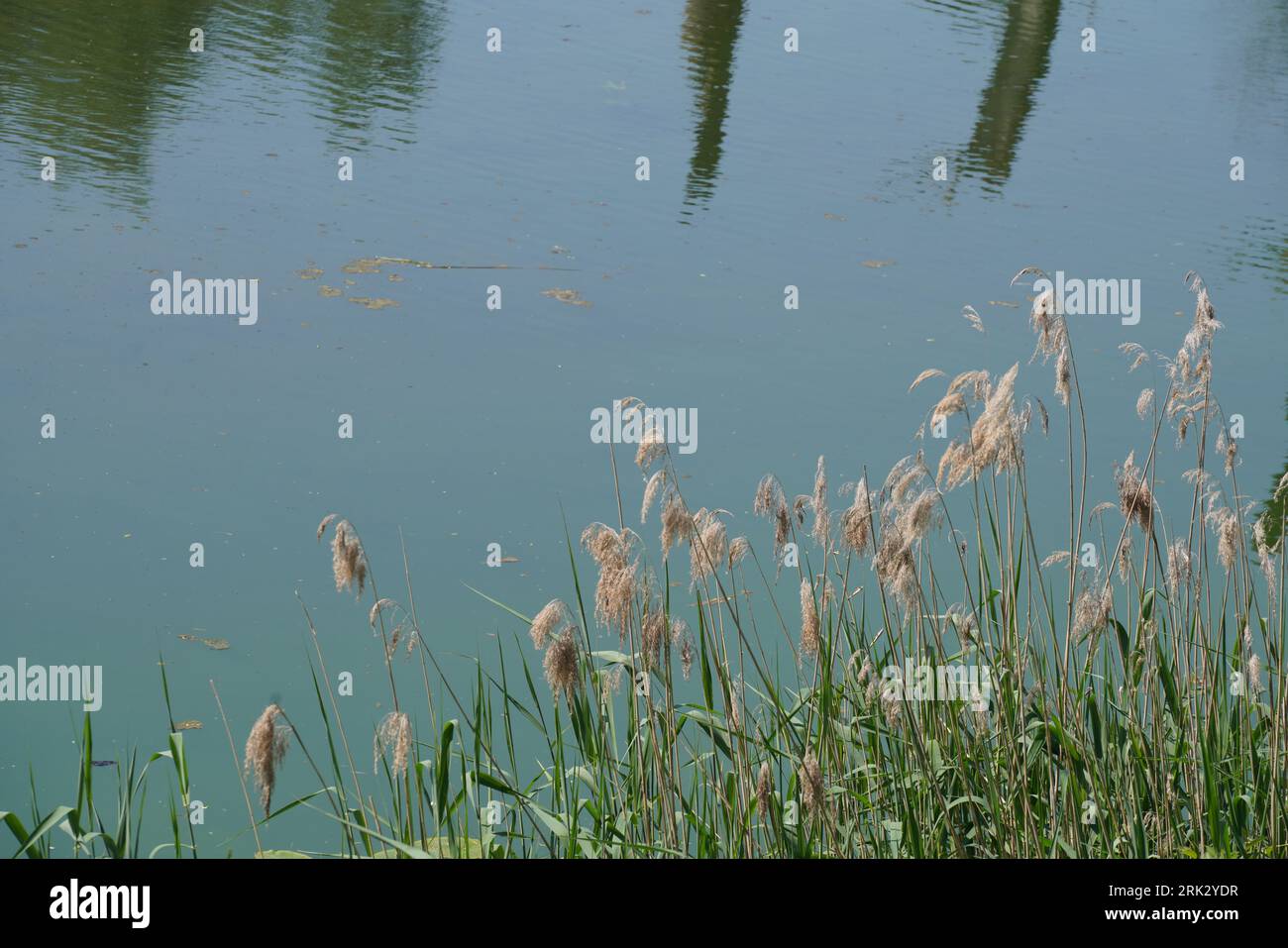 The surface of an old swamp covered with duckweed and algae, dead trees ...