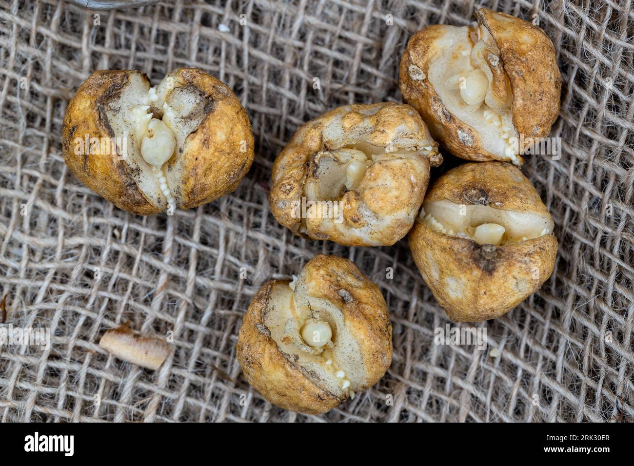 Checkerboard flower. Fritillaria chess grouse Stock Photo - Alamy