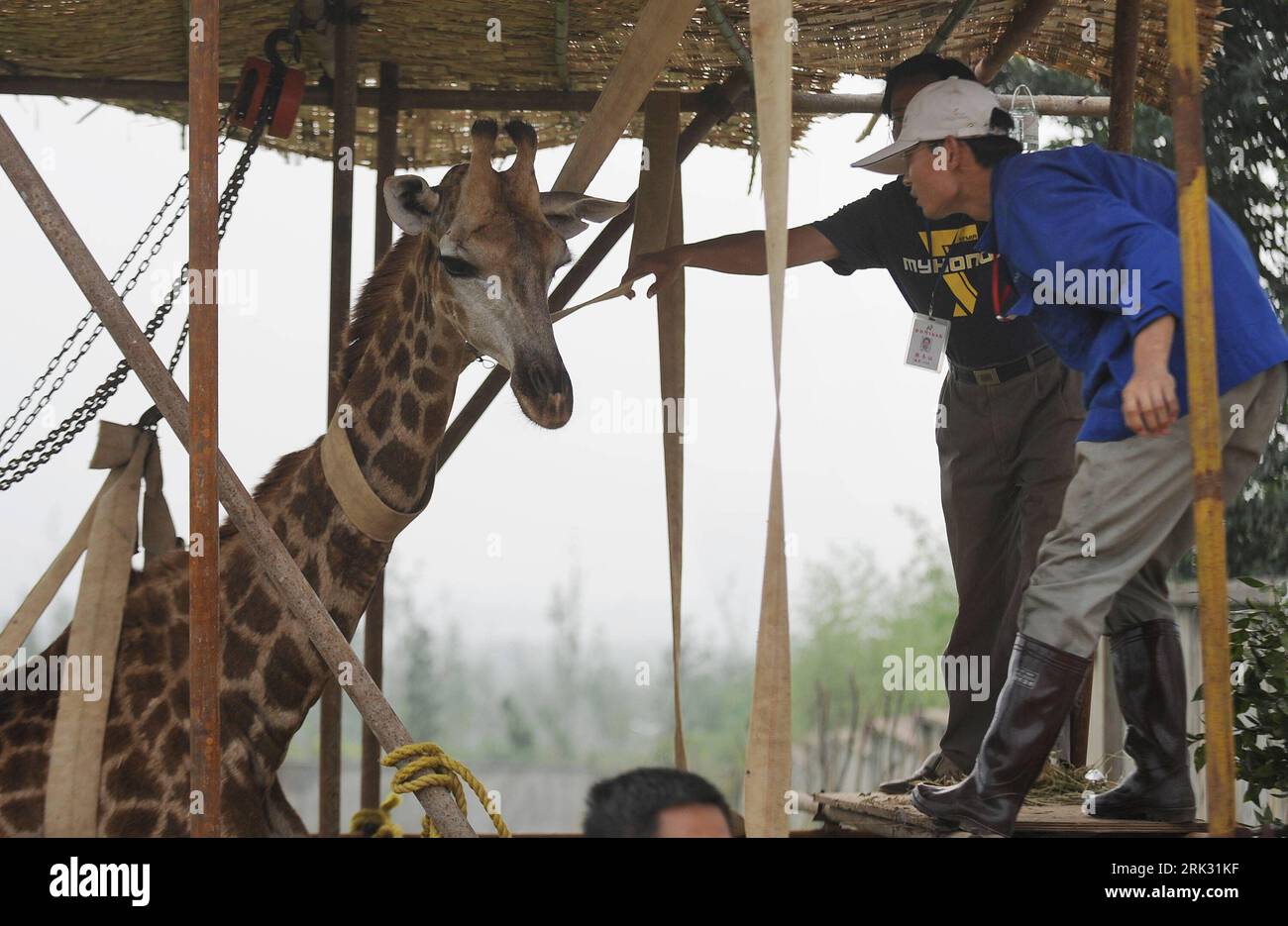 Giraffe 1 year old hi-res stock photography and images - Alamy