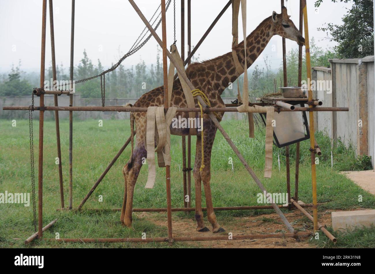 Parasitosis hi-res stock photography and images - Alamy