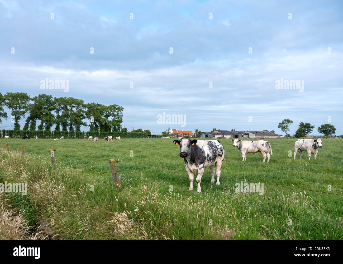 beef cows and farm in west flanders between brugge and oostende Stock ...