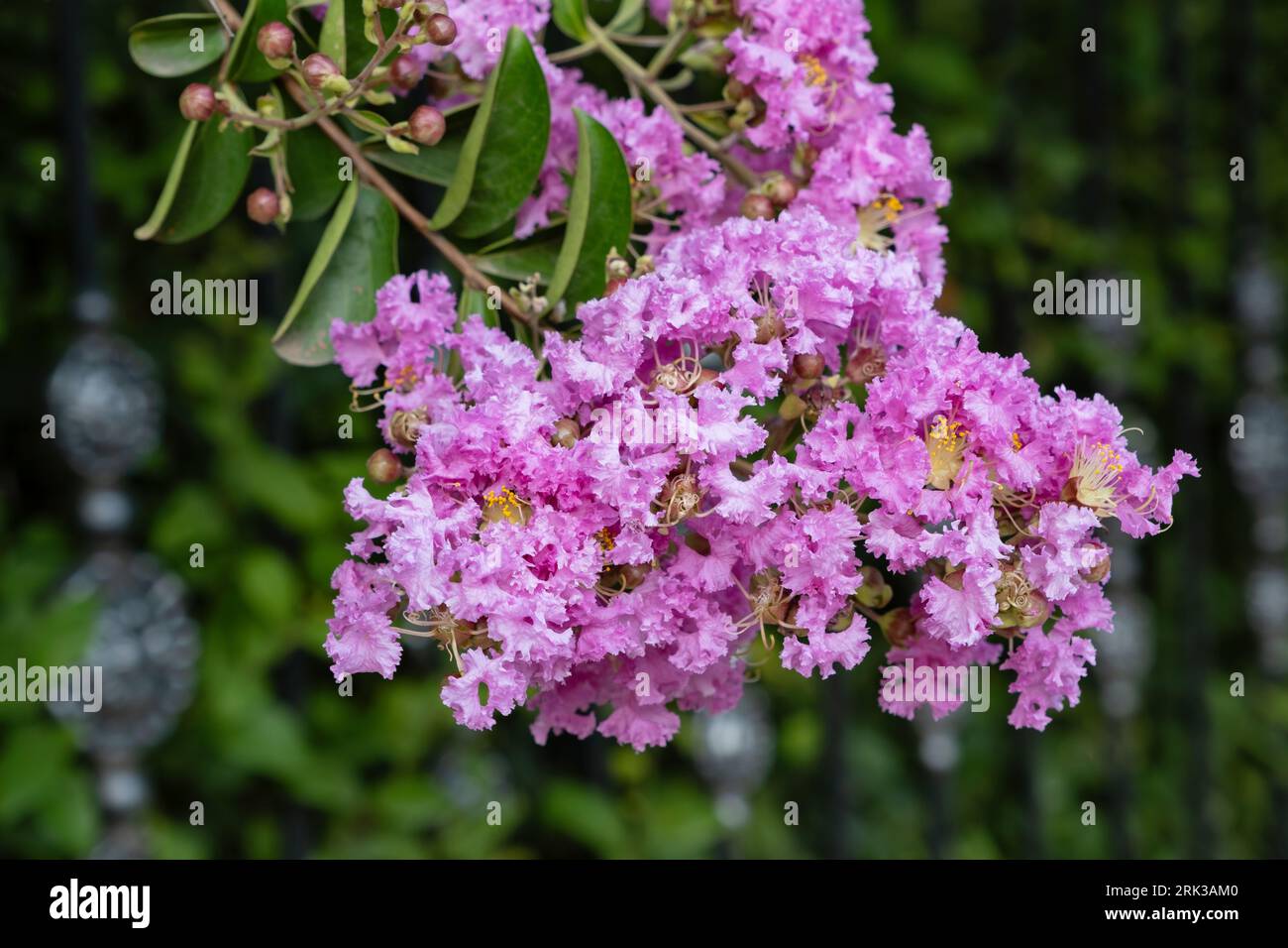 Lagerstroemia hybrid hi-res stock photography and images - Alamy