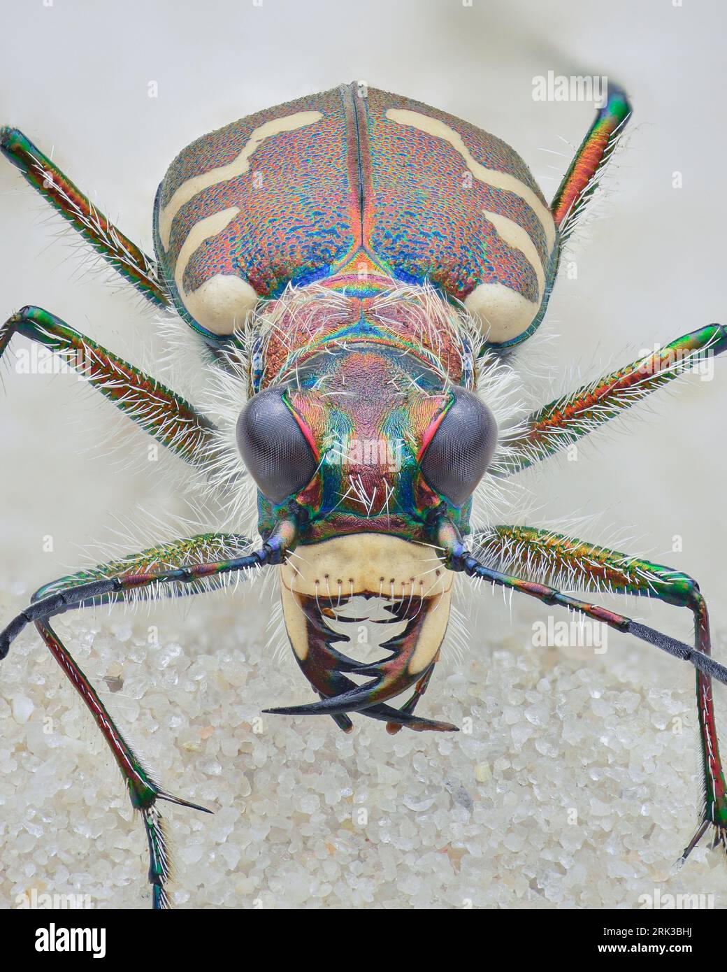 Full view of a brown tiger beetle with cream white spots on the elytra ...