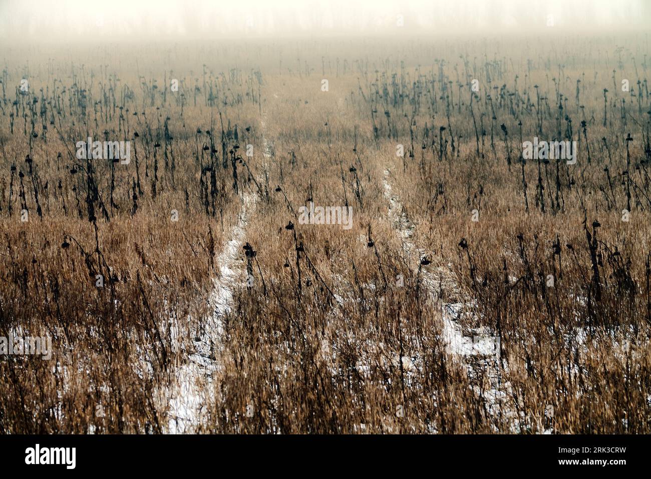 gloomy plain. Abandoned sunflower fields (the field weed are running ...