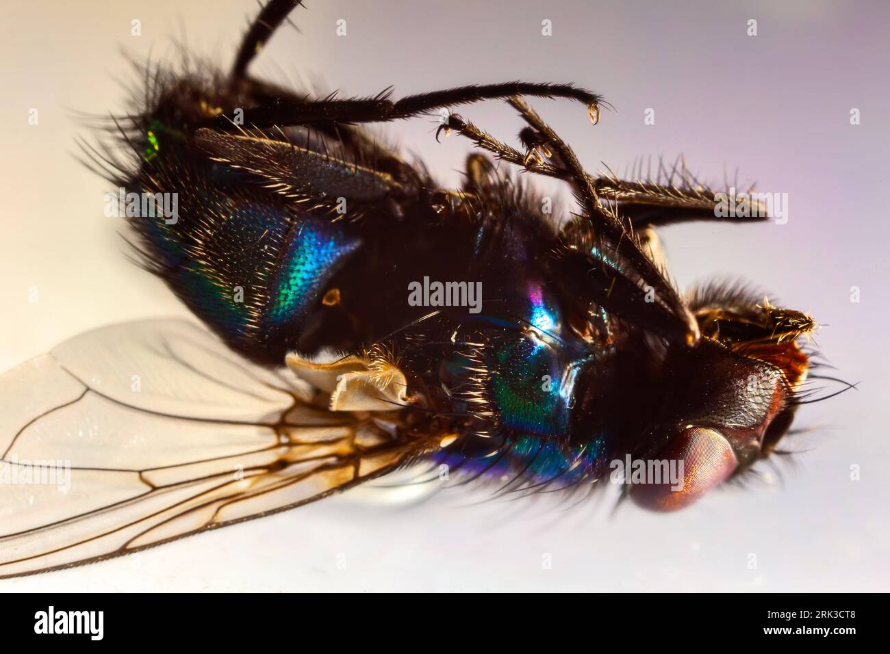 Dead blue bottle fly (Calliphora vomitoria). This cadaver fly spreads ...