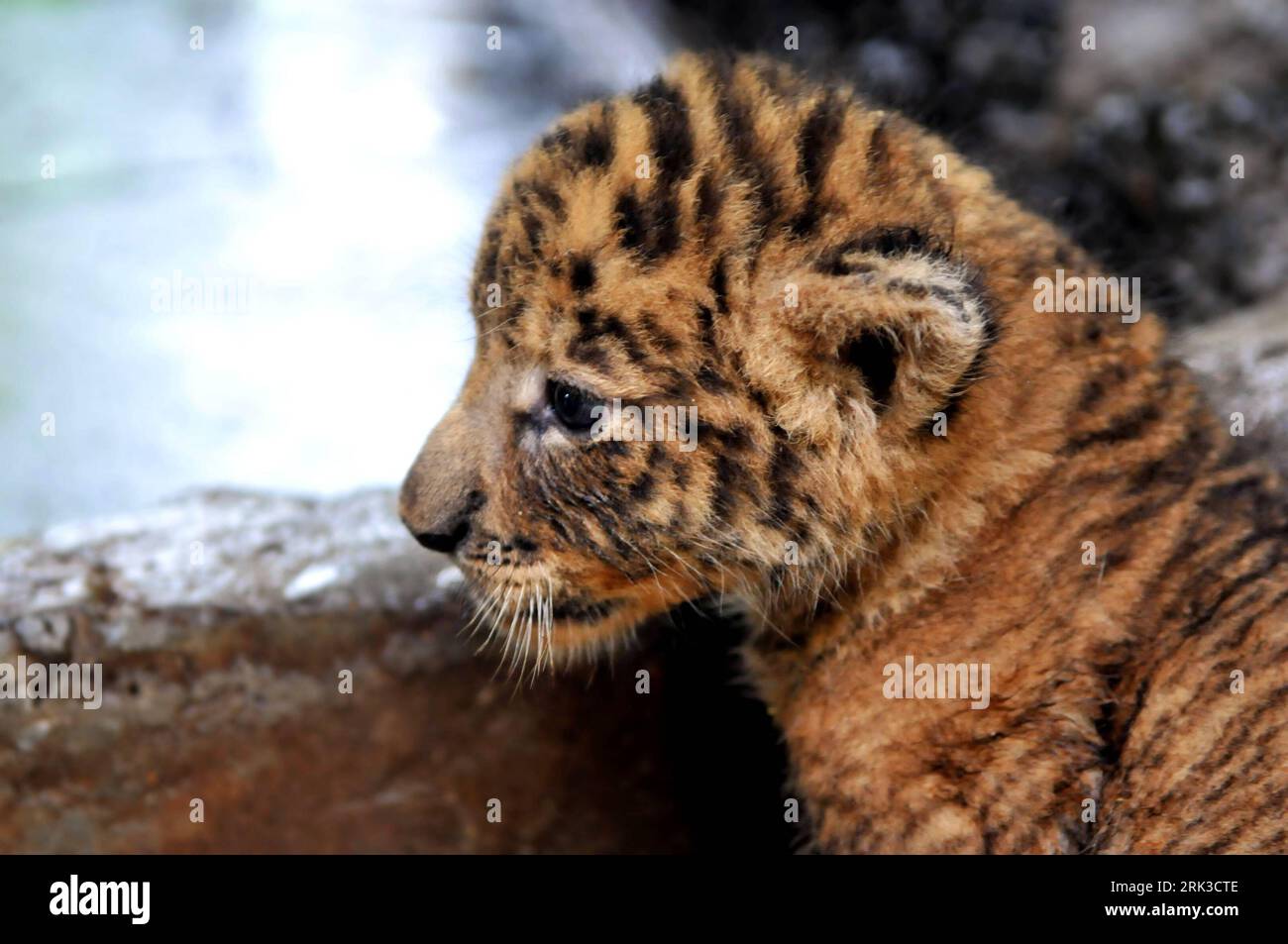 Tigon hi-res stock photography and images - Alamy