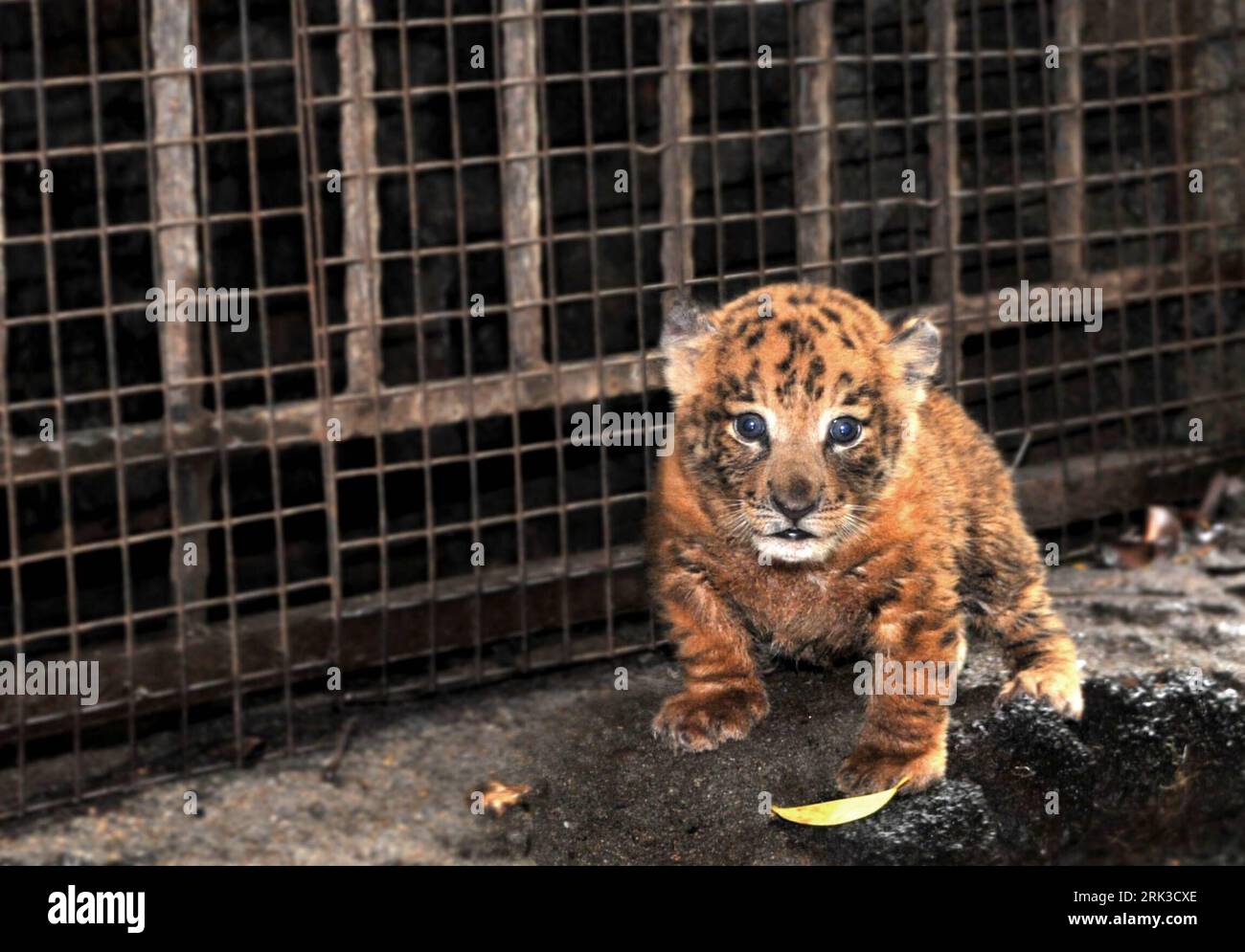 Manchurian tiger hi-res stock photography and images - Alamy