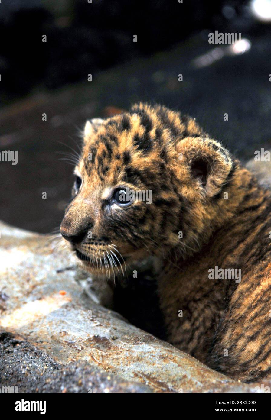 African lion male female taken hi-res stock photography and images - Alamy