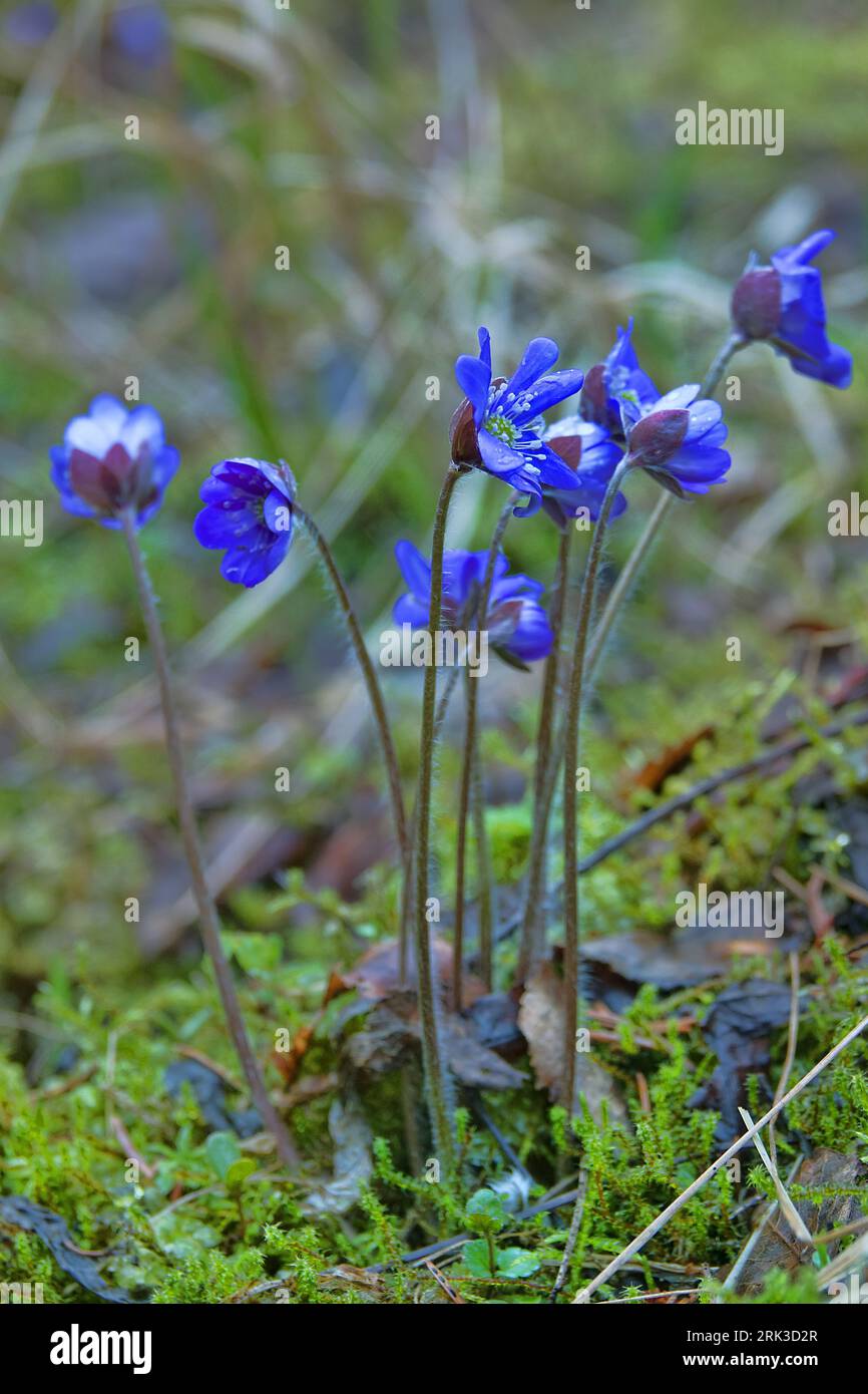 Mayflower Plant Blue