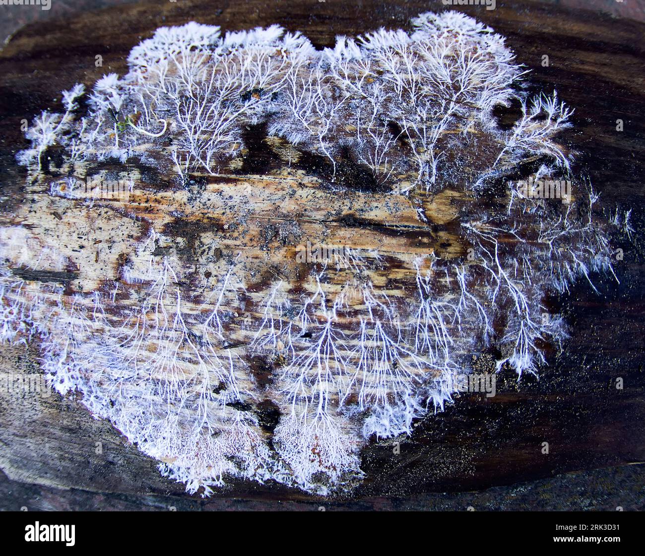 Rhizomorphic Mycelium Long Cord Like Plexuses Of Fungal Filaments Hyphae Division Of Fungal
