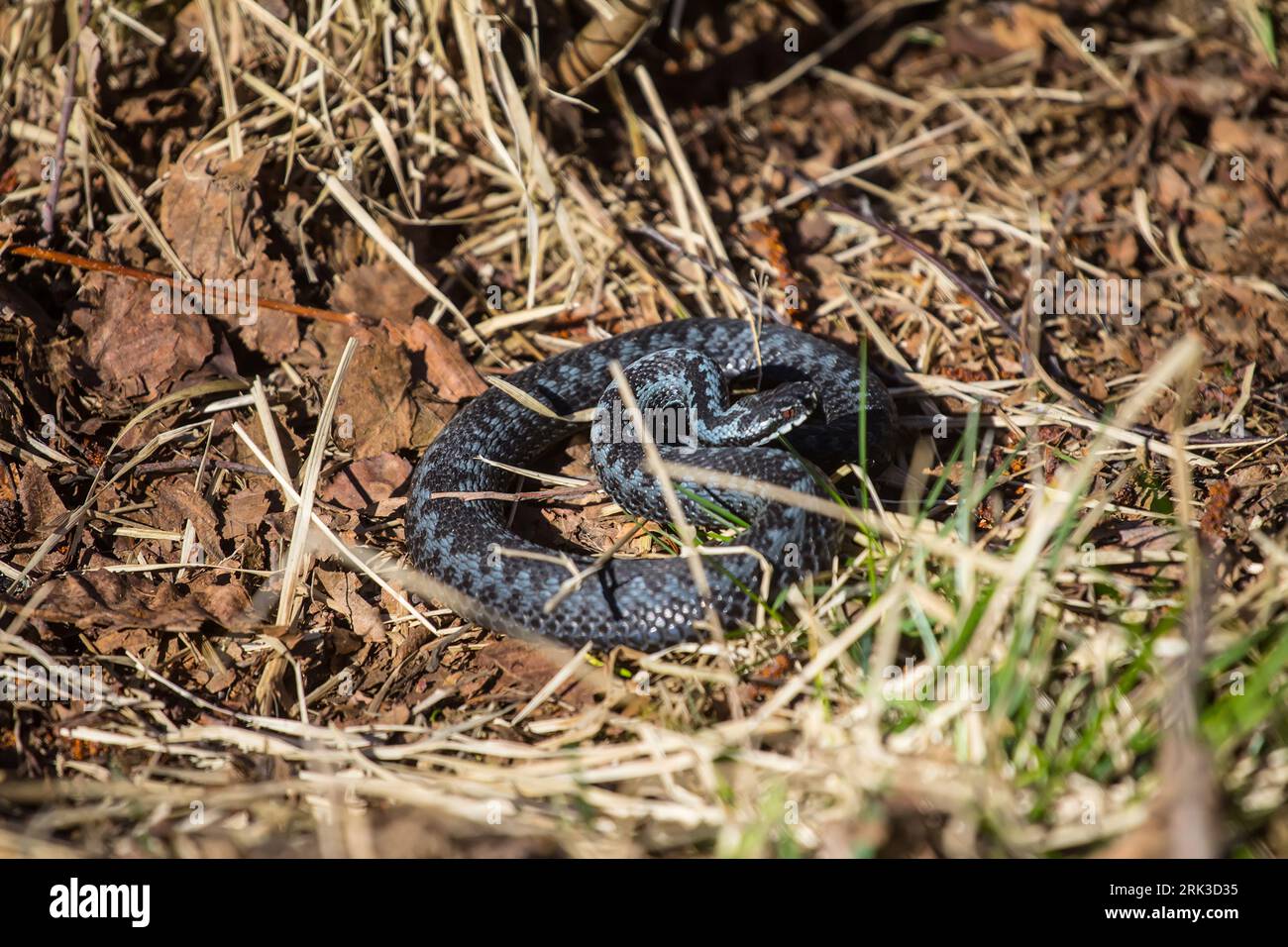 Animal color polymorphism. A rare intermediate form of adder(Vipera ...