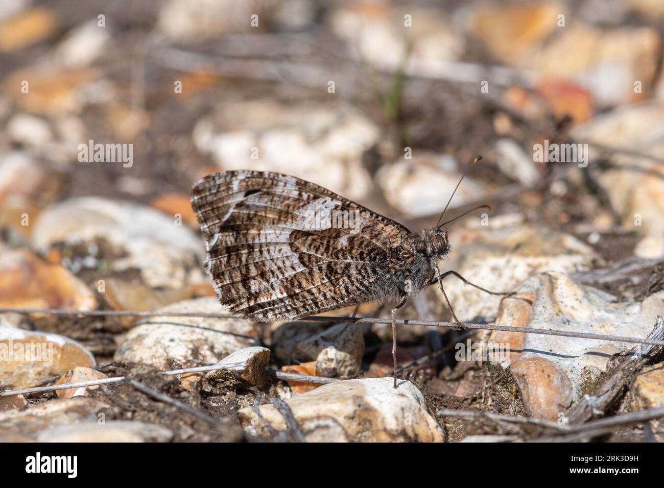 Grayling butterfly (Hipparchia semele) camouflaged on stony ground in ...