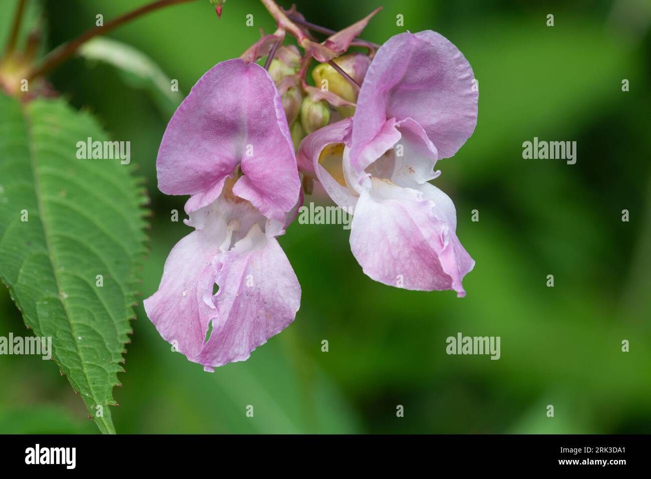 Himalayan balsam (Impatiens glandulifera), an introduced plant now a ...
