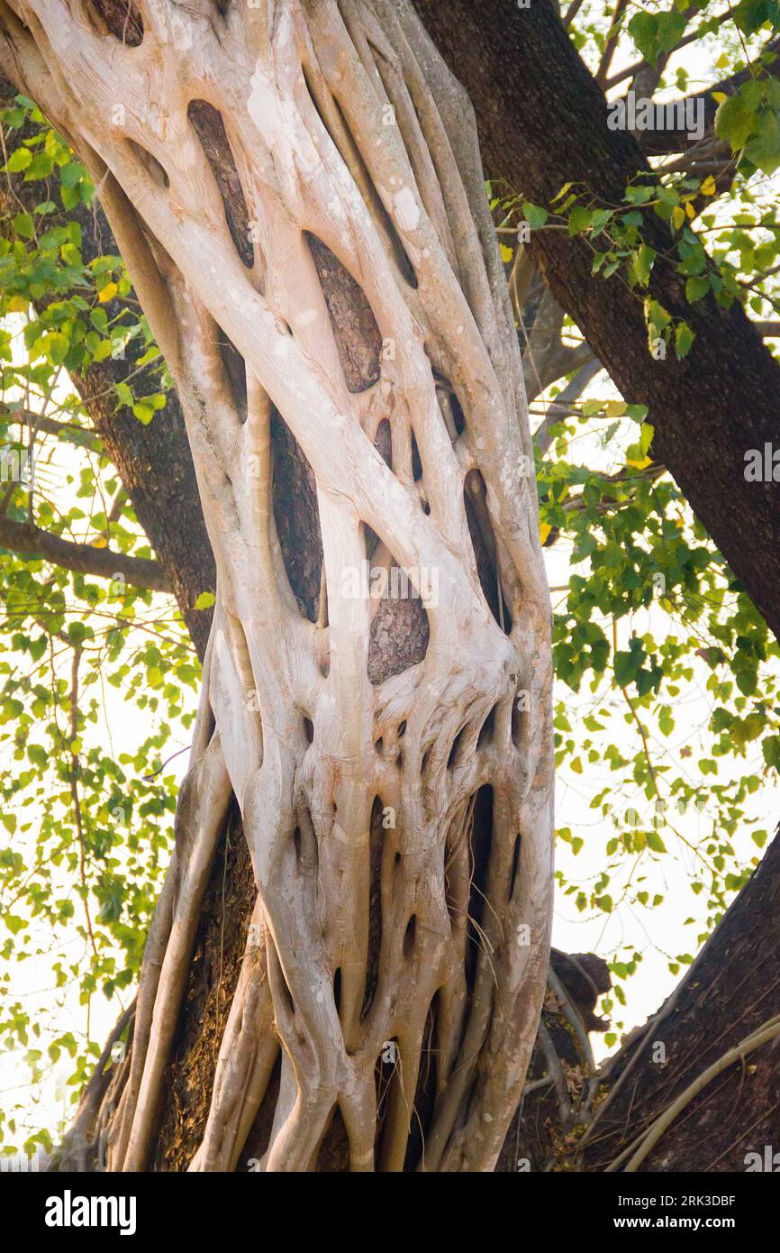 Plant ecology. A powerful old woody vine literally stuck to the tree ...