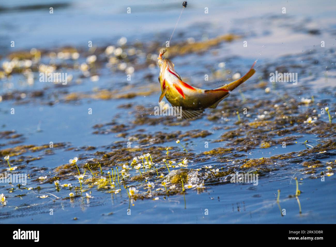 Fishing with a float rod, river perch Stock Photo - Alamy