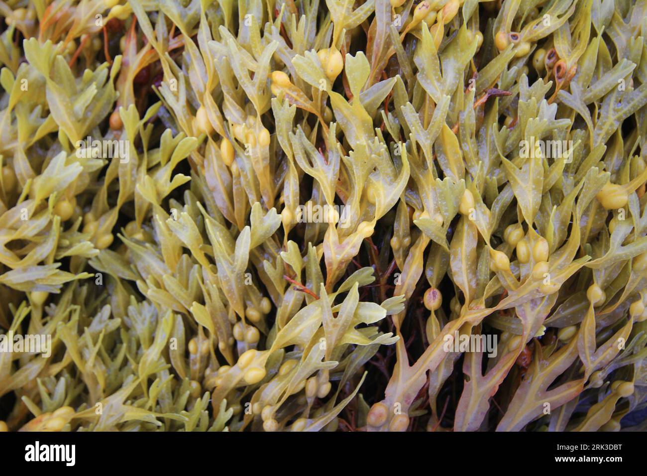 Knotted wrack (Ascophyllum nodosum) at tidel time, mudflat. This algae ...