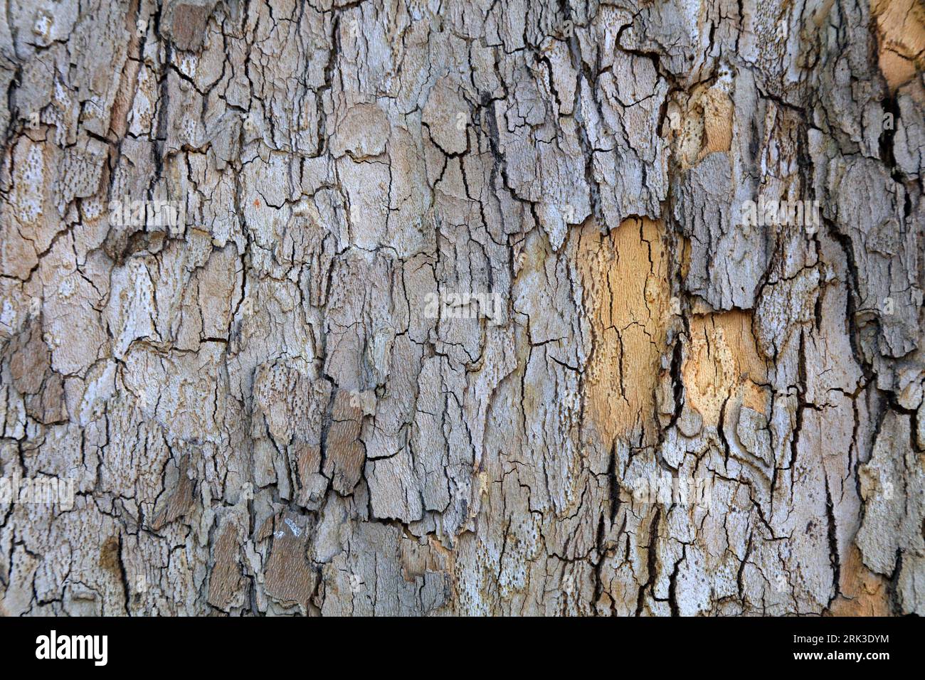 Paulownia fortunei hi-res stock photography and images - Alamy